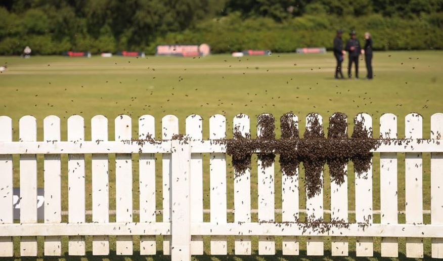 Beekeeper comes to the rescue to complete a match in Ireland